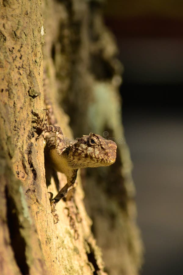 LIZARD LOOKING at CAMERA stock photo. Image of wild, lizard - 30841460