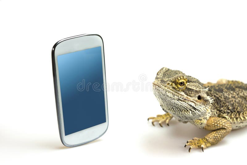 Lizard Looking Display Smart Phone Stock Photos - Free & Royalty-Free ...