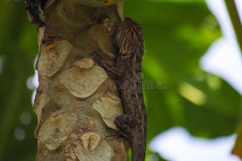 A Lizard Looking for Food in a Tree Trunk Stock Image - Image of ...
