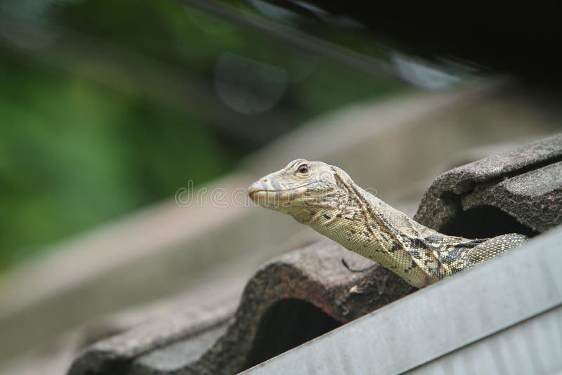 A Lizard Looking from the Roof Stock Image - Image of animal, predator ...