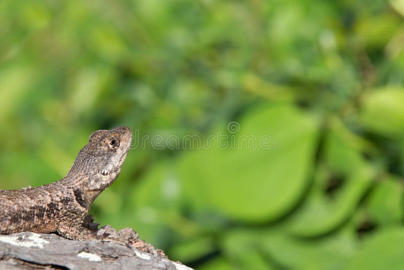 Lizard Looking at Something Stock Photo - Image of alagoas, detail ...