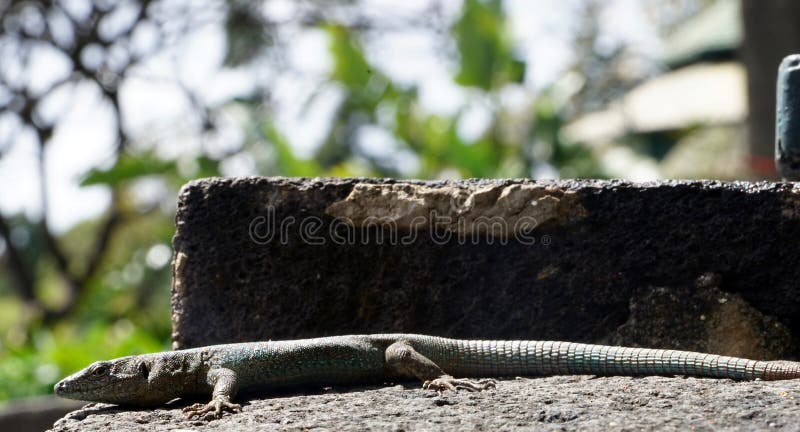 Lizard looking to you stock image. Image of lizard, wildlife - 71834783