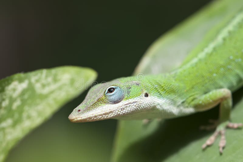 Lizard looking up stock image. Image of nature, plant - 12759979