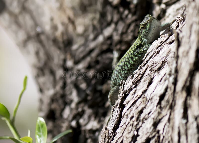 Lizard looking at you stock image. Image of outdoor, yard - 24547821