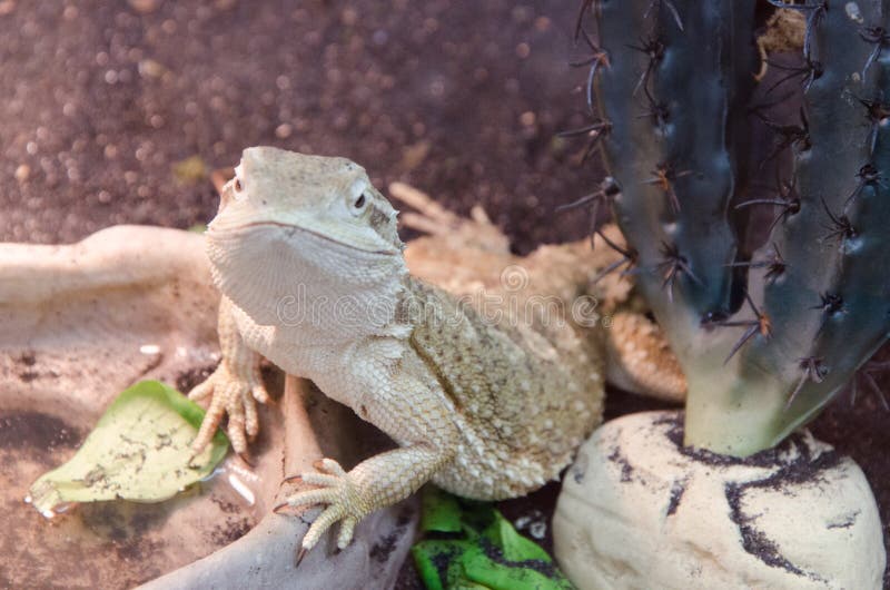 Pink Smiling Lizard Stock Photos - Free & Royalty-Free Stock Photos ...