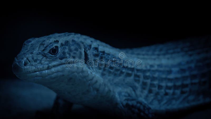 Lizard Resting in Dark Cave Stock Footage - Video of daytime, darkness ...