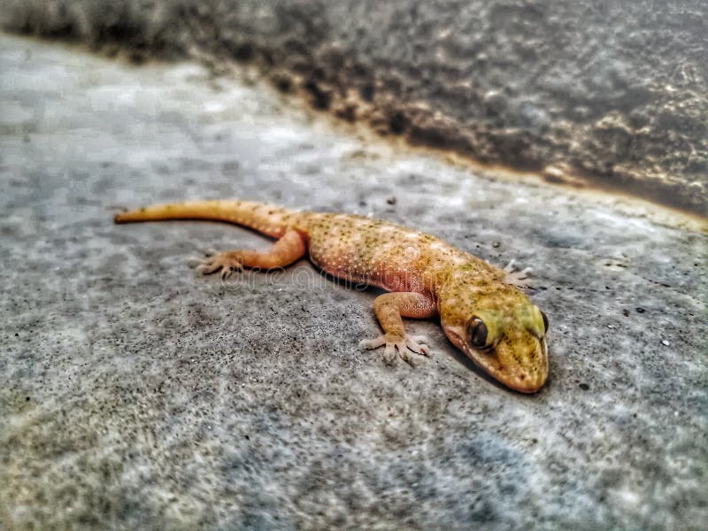 Lizard stock image. Image of love, lizard, earths, mother - 136547479