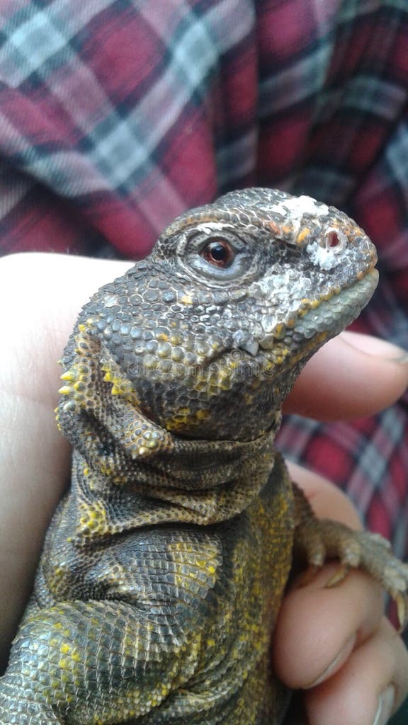 Lizard love stock photo. Image of lizard, uromastic, holding - 56213860