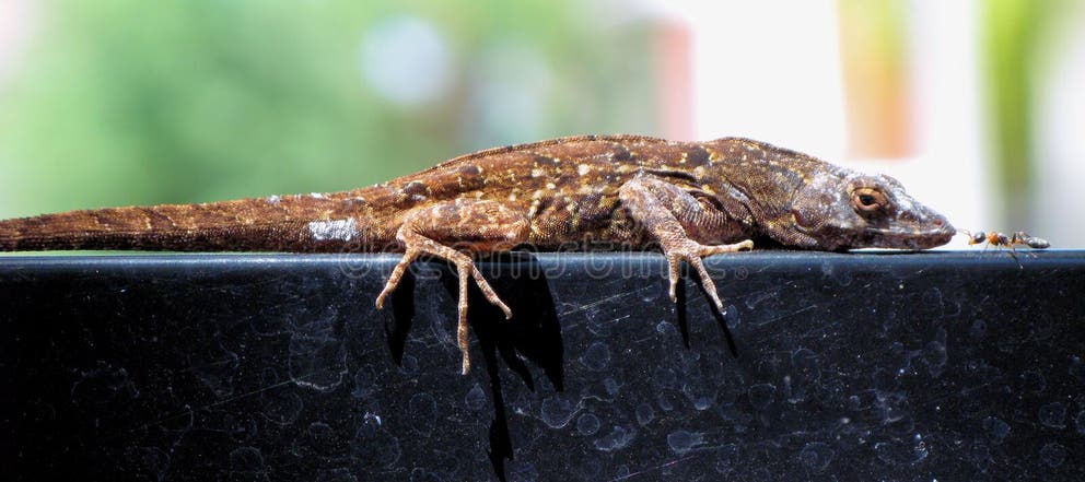 Lizard and Lunch stock image. Image of head, sitting, look - 4863103