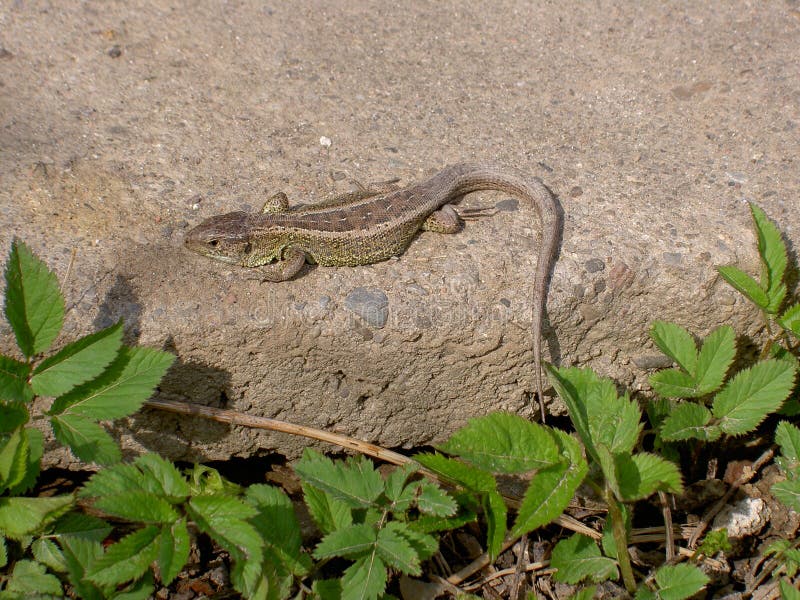 Lizard Lying on the Concrete Stock Image - Image of lizard, lacertidae ...