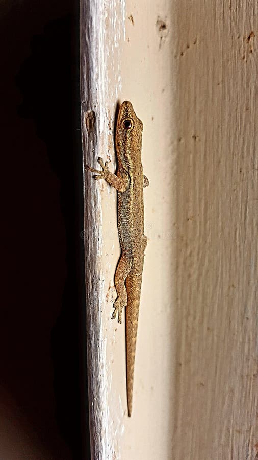 Lizard Lying Down on the Wall Stock Photo - Image of lying, stopped ...