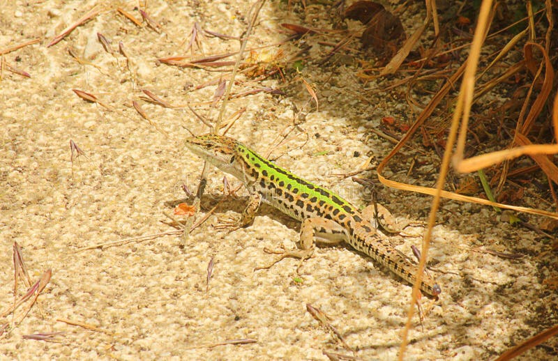 Lizard Lying in Front of the Sun Stock Image - Image of iridescent ...