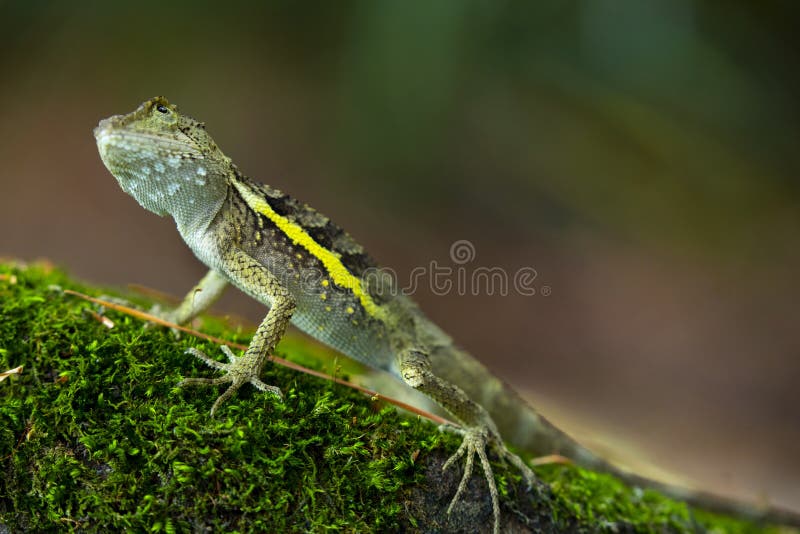 One, Lying, Rock, Resting, Lizard Stock Image - Image of outdoor ...