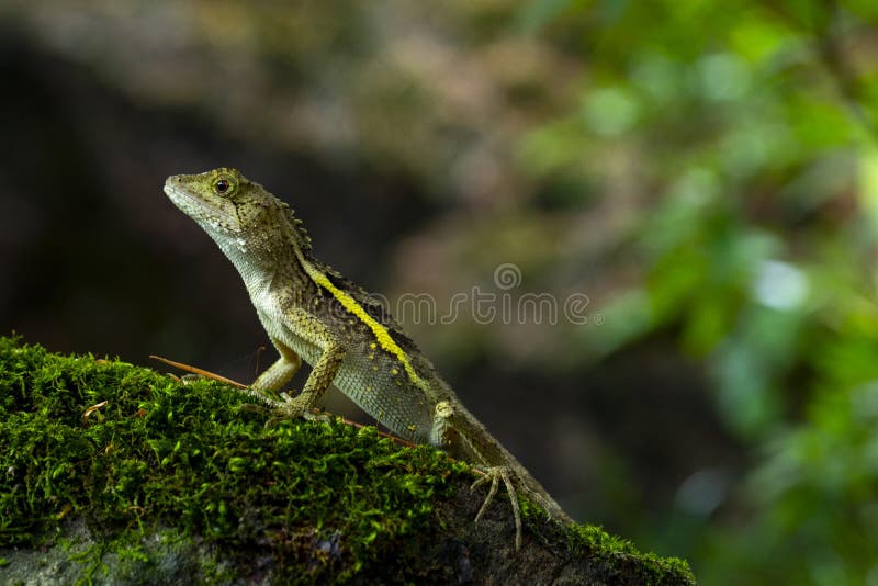One, Lying, Rock, Resting, Lizard Stock Photo - Image of wildlife ...