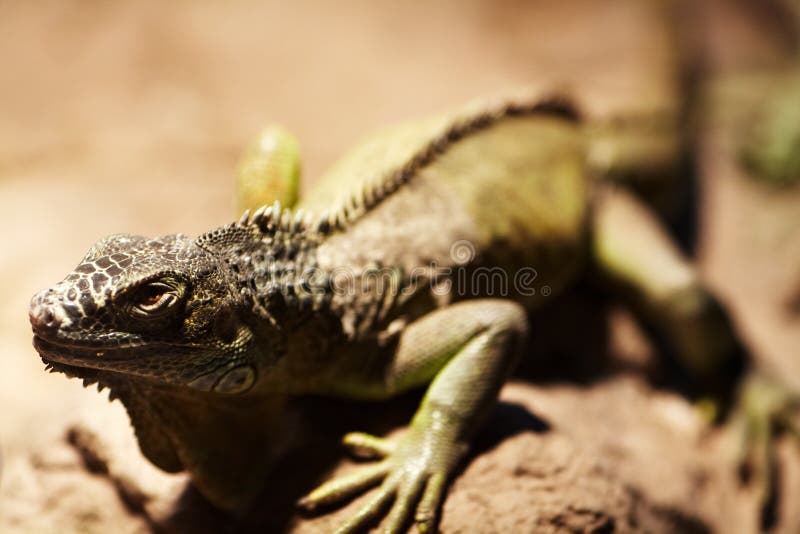 Lizard macro stock image. Image of reptile, full, creepy - 34897349