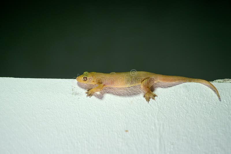 Lizard stock photo. Image of small, animal, shoot, macro - 84276834