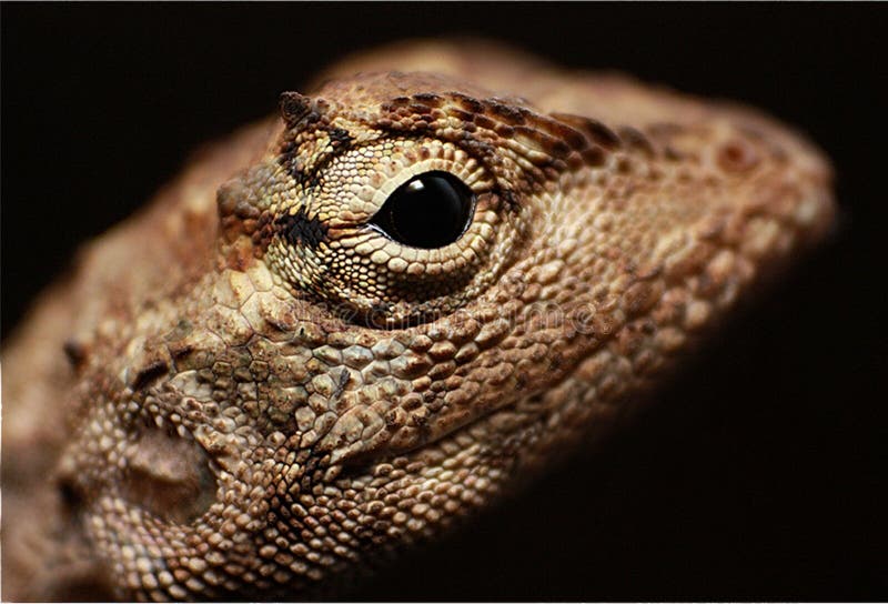 Lizard Macro Shot stock photo. Image of shots, reptile - 11300924