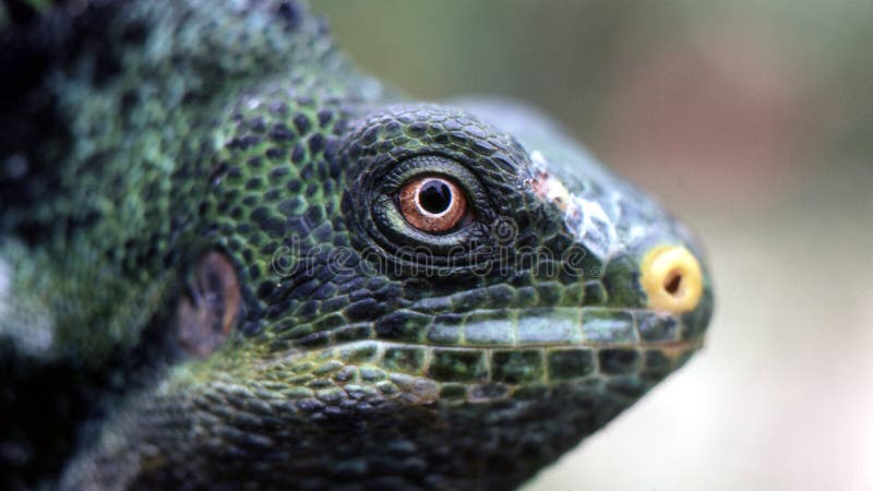 Lizard stock image. Image of green, animal, yellow, lizard - 37168815