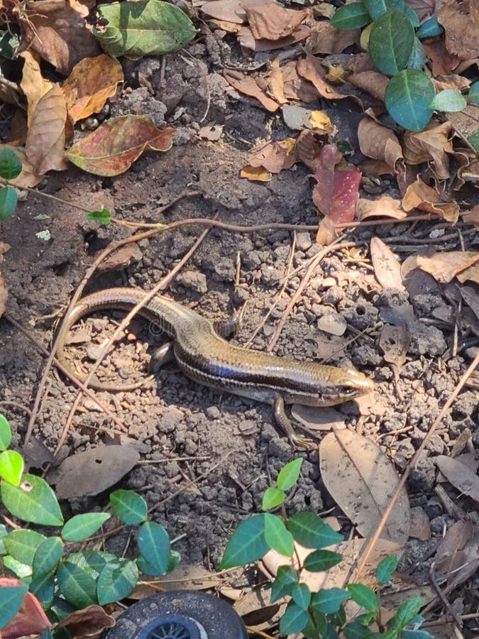 The Lizard is Making His Escape Stock Photo - Image of nature, animal ...