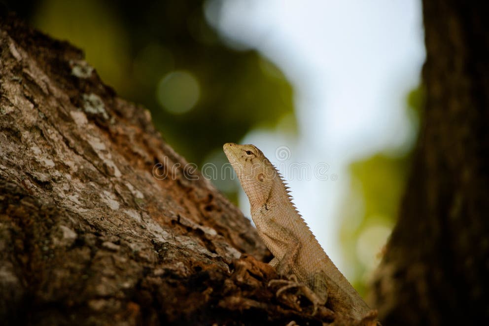 Lizard on a Mango Tree in the Middle of the Mountain Stock Image ...