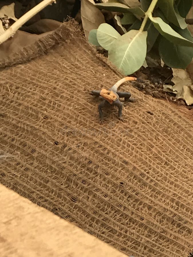 Lizard stock image. Image of niger, africa, nature, margouillat - 153025583