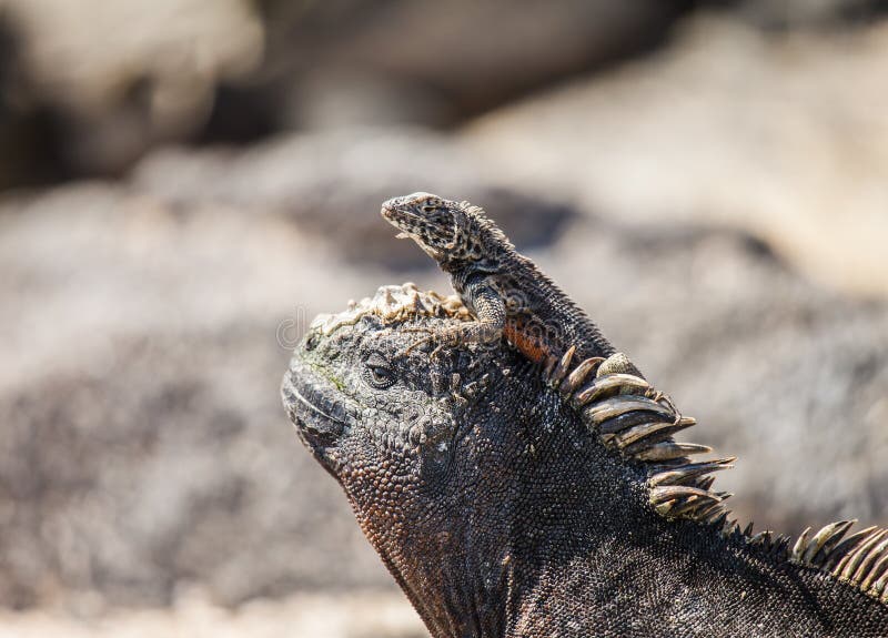 Lizard stock image. Image of iguana, lava, marine, galapagos - 43694563