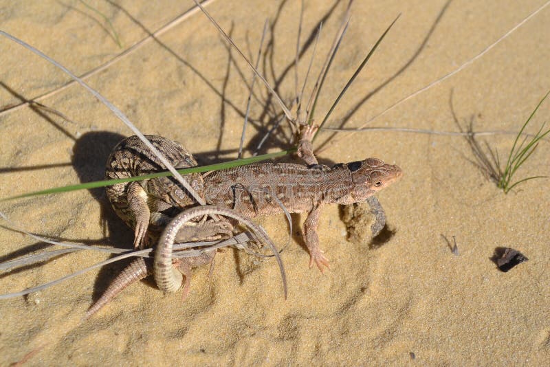 Lizard Wild Sex stock image. Image of little, nature - 108398809