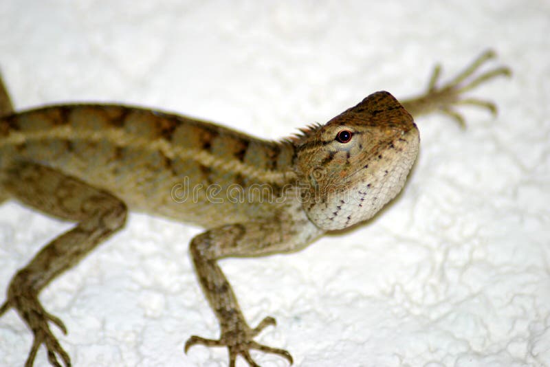 Lizard eating Cockroach stock photo. Image of desease - 15092566