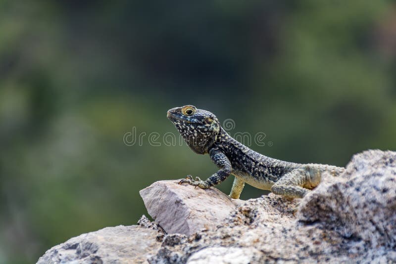 Lizard on Medieval Ruins, Rhodes Island, Greece Stock Photo - Image of ...