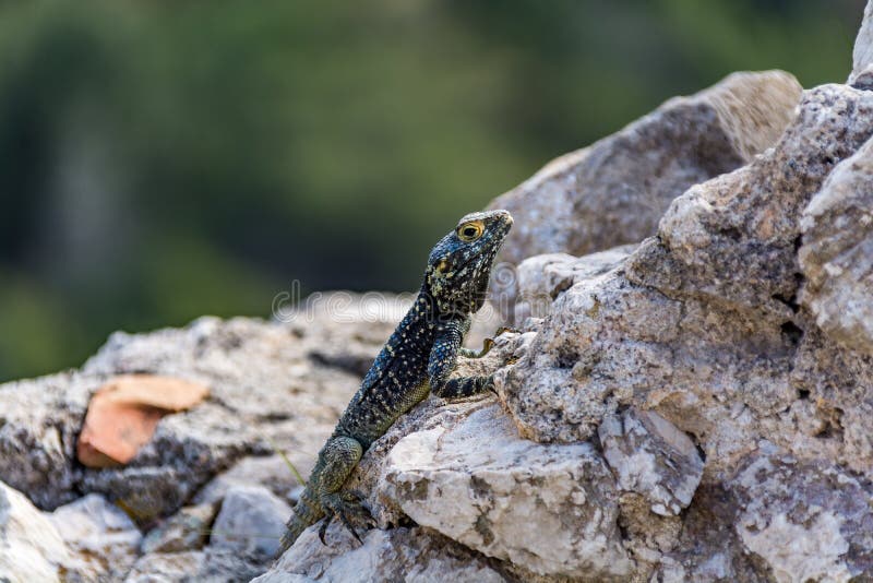 Lizard on Medieval Ruins, Rhodes Island, Greece Stock Photo - Image of ...
