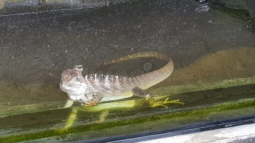 Lizard stock image. Image of mirrored, lizard, swimming - 98593947