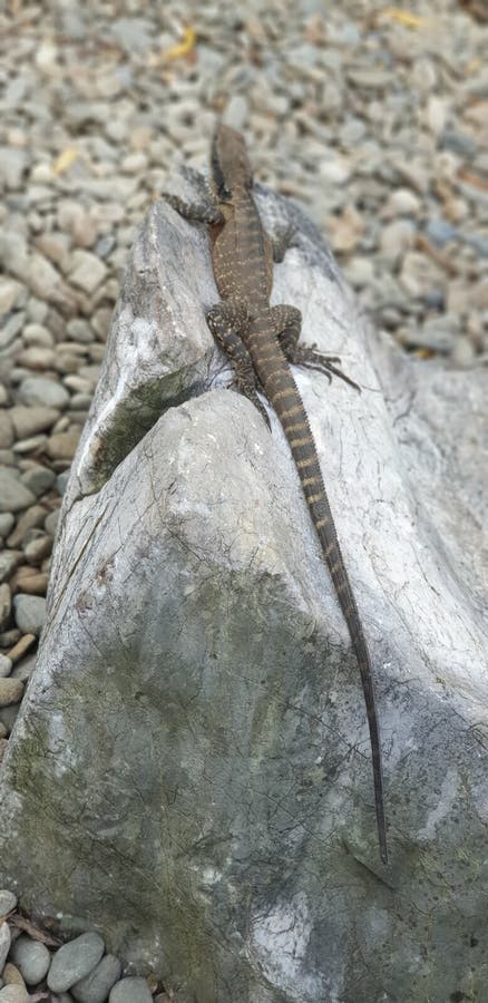 Lizard stock image. Image of stone, lizard - 148035855