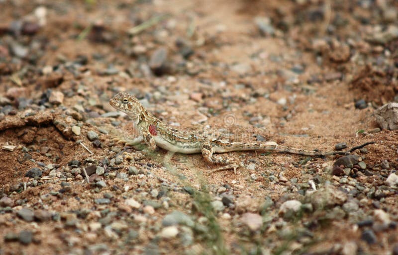 Lizard in the Gobi Desert. Mongolia Stock Photo - Image of cold ...