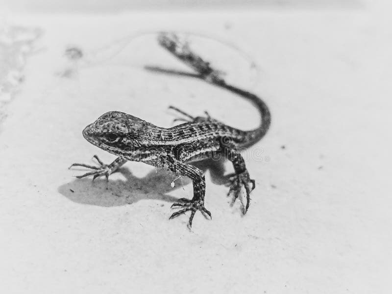 A Lizard with Monochromatic Colors. Stock Photo - Image of lizardlife ...