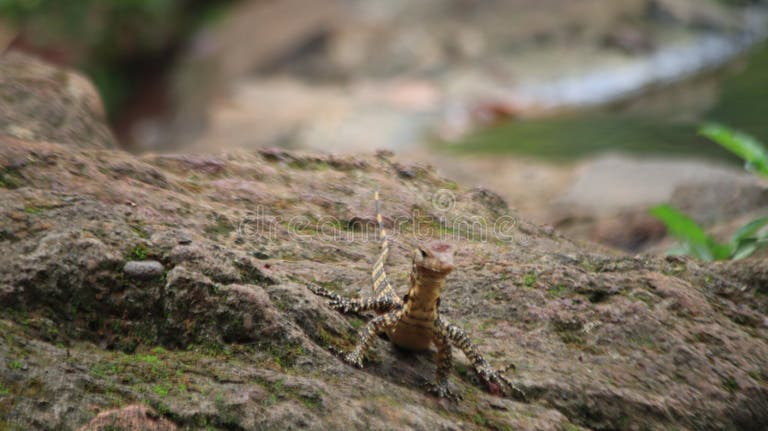 Lizard on Moss-Covered Rock in Nature Stock Image - Image of little ...