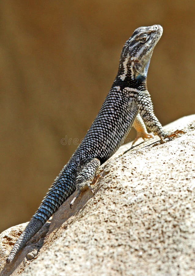 Collered Lizard stock photo. Image of lizard, black, four - 56291228