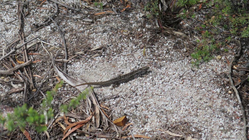 Lizard Moving on the Ground Stock Photo - Image of outdoor, forest ...