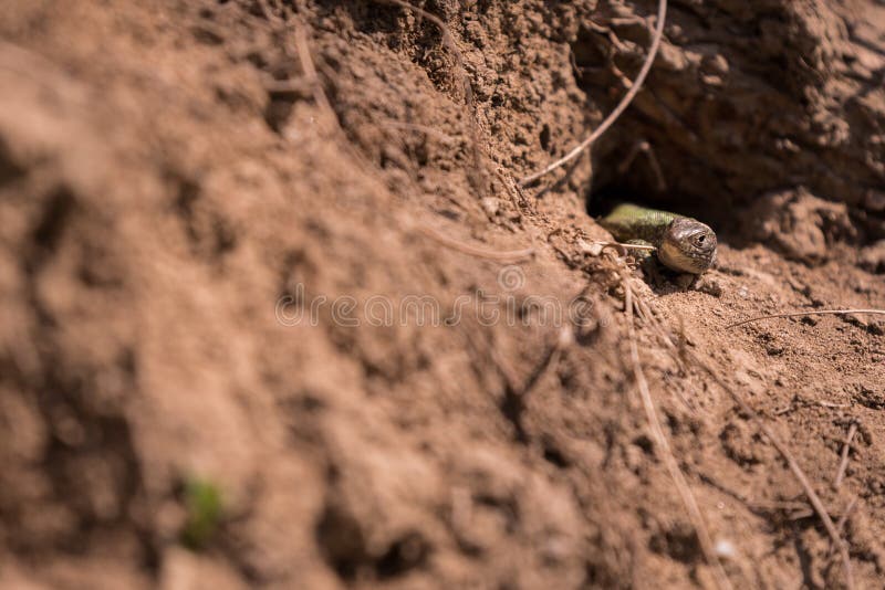 The Lizard Hole in the Wall Stock Image - Image of formation, nature ...