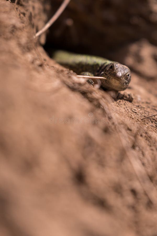 Lizard Moving Out of Its Nest Hole Stock Image - Image of hole ...