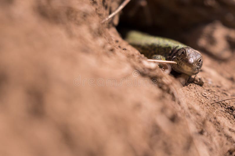 Lizard Moving Out of Its Nest Hole Stock Photo - Image of large ...