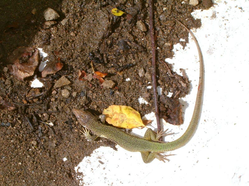 Lizard on Mud stock image. Image of brown, lizard, little - 84511821