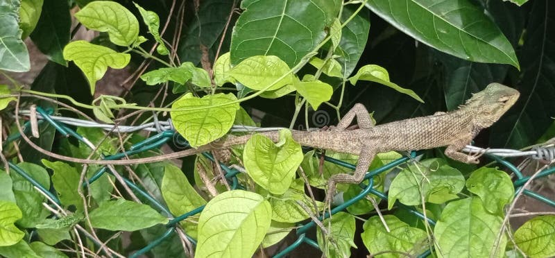Lizard in my backyard stock image. Image of lizard, reptile - 304238899