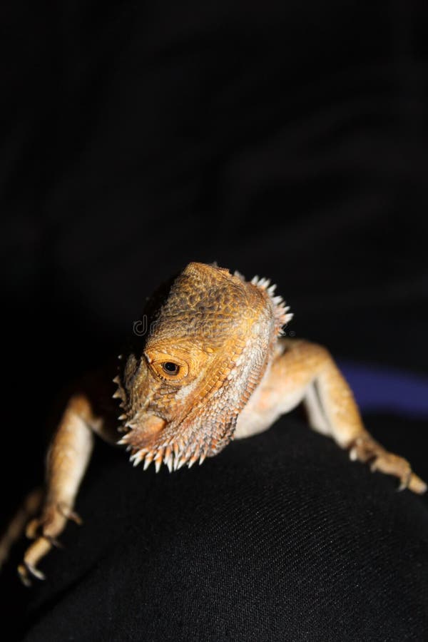 Lizard stock image. Image of mouse, lizard, friend, reptile - 241803765