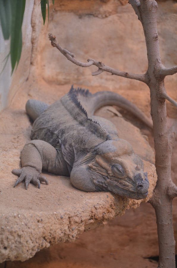 Lizard Named Common Chuckwalla in Desert Ambiance Stock Photo - Image ...