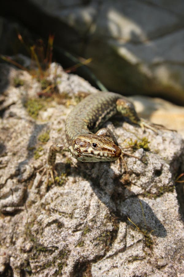 Lizard in natural habitat stock image. Image of muralis - 46195523