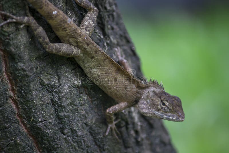 A Lizard is Climbing on a Tree. Stock Image - Image of geckos, fauna ...