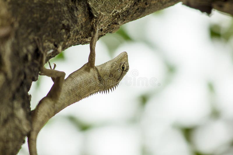 A Lizard is Climbing on a Tree. Stock Photo - Image of garden, desert ...