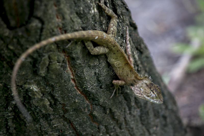A Lizard is Climbing on a Tree. Stock Image - Image of fauna, closeup ...
