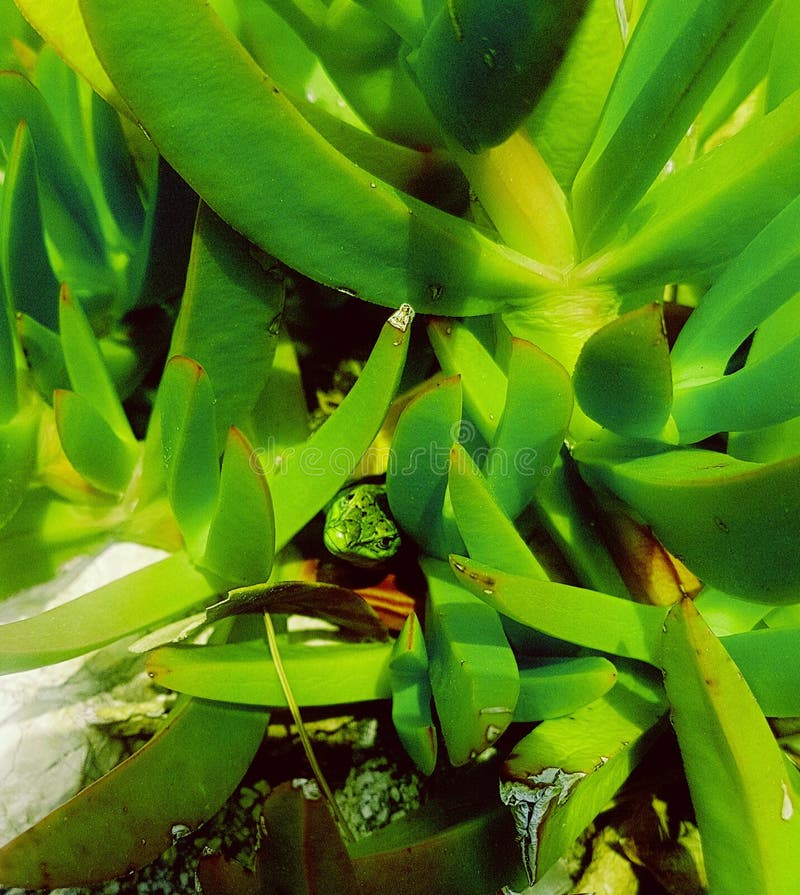 Lizard stock photo. Image of garden, lizzard, hiding - 94037564