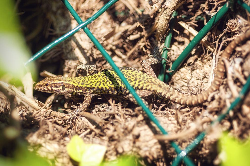 Lizard with a nest stock photo. Image of leaves, macro - 393484656